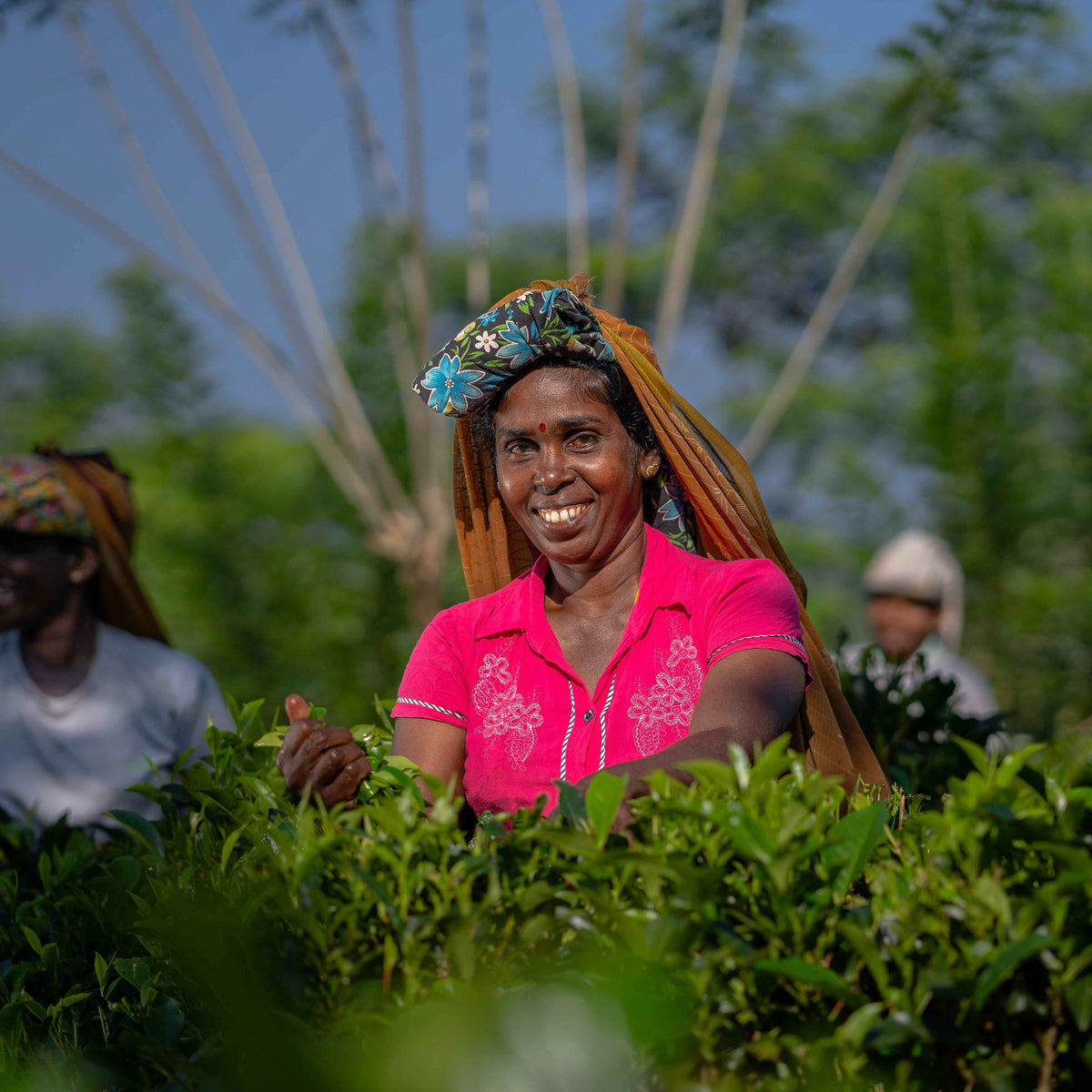 Ceylon Tea from Devagiri Estate: Discover the Directors Cut Experience ...